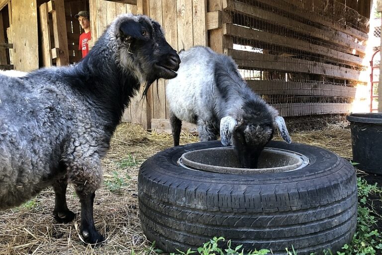 Pygora Goat - Breed Profile - Goat Journal